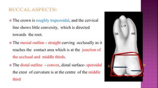 MAXILLARY MOLARS.pdf about the occlusal aspect of molar | PDF | Dental ...
