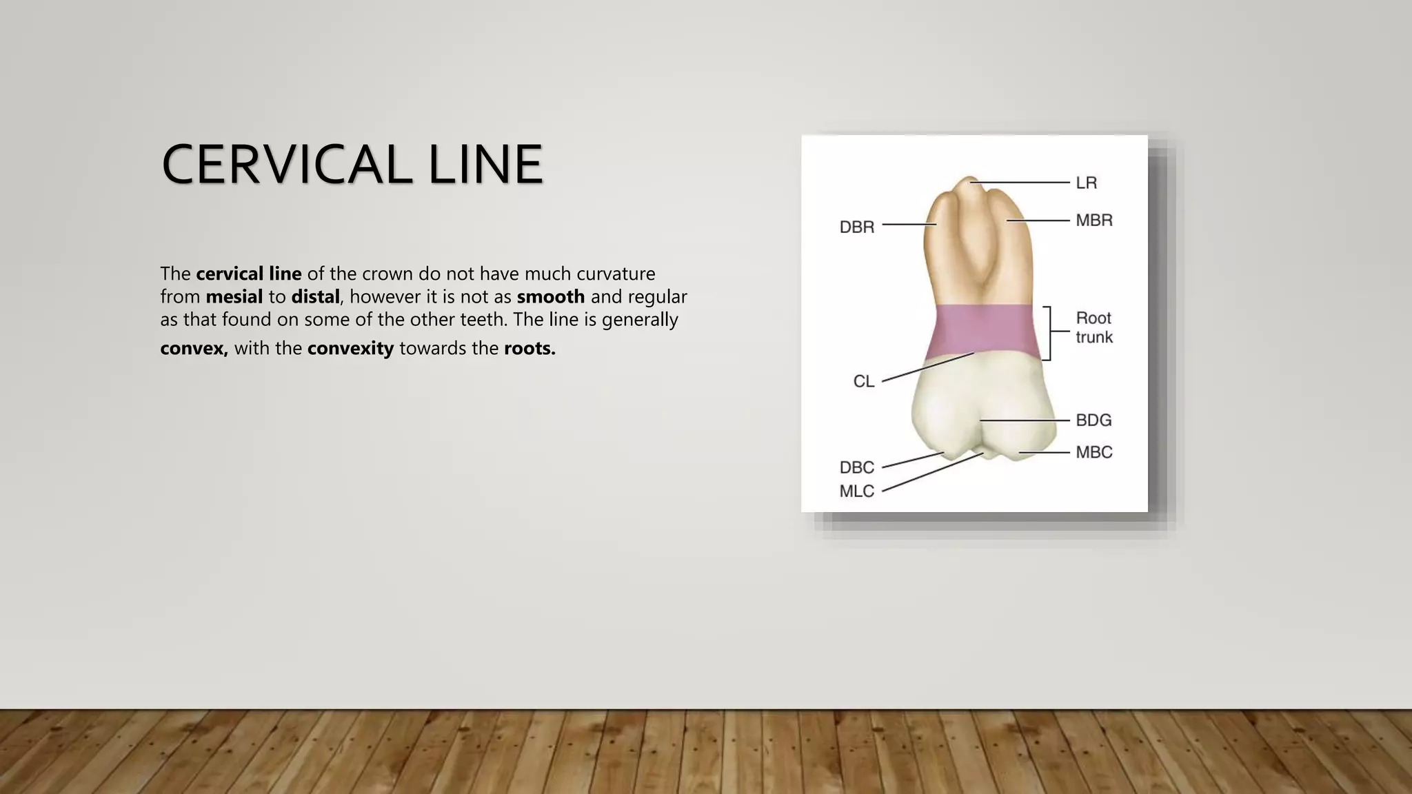 Maxillary molars Dental Anatomy | PPTX