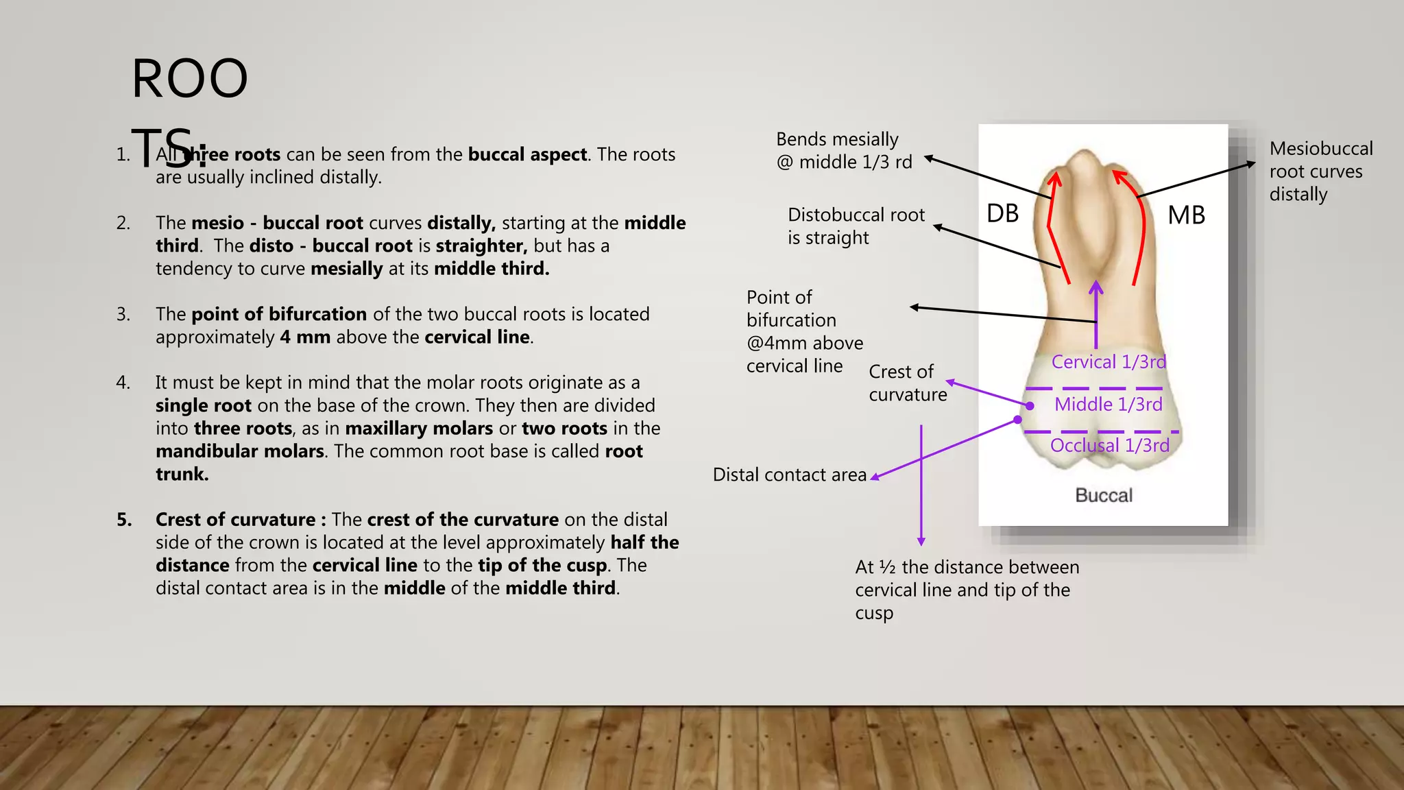 Maxillary molars Dental Anatomy | PPTX