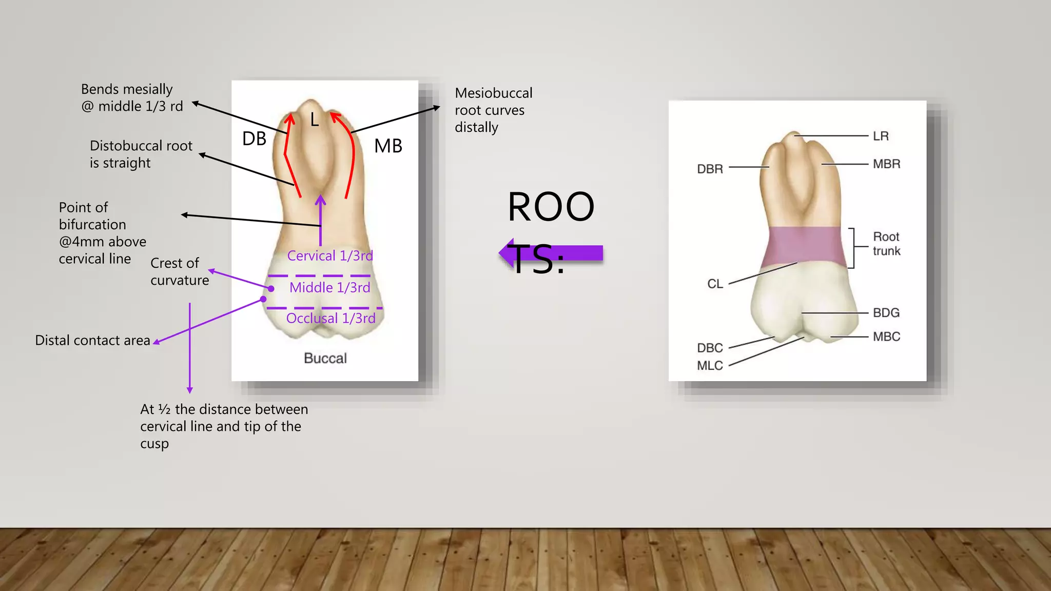 Maxillary molars Dental Anatomy | PPTX