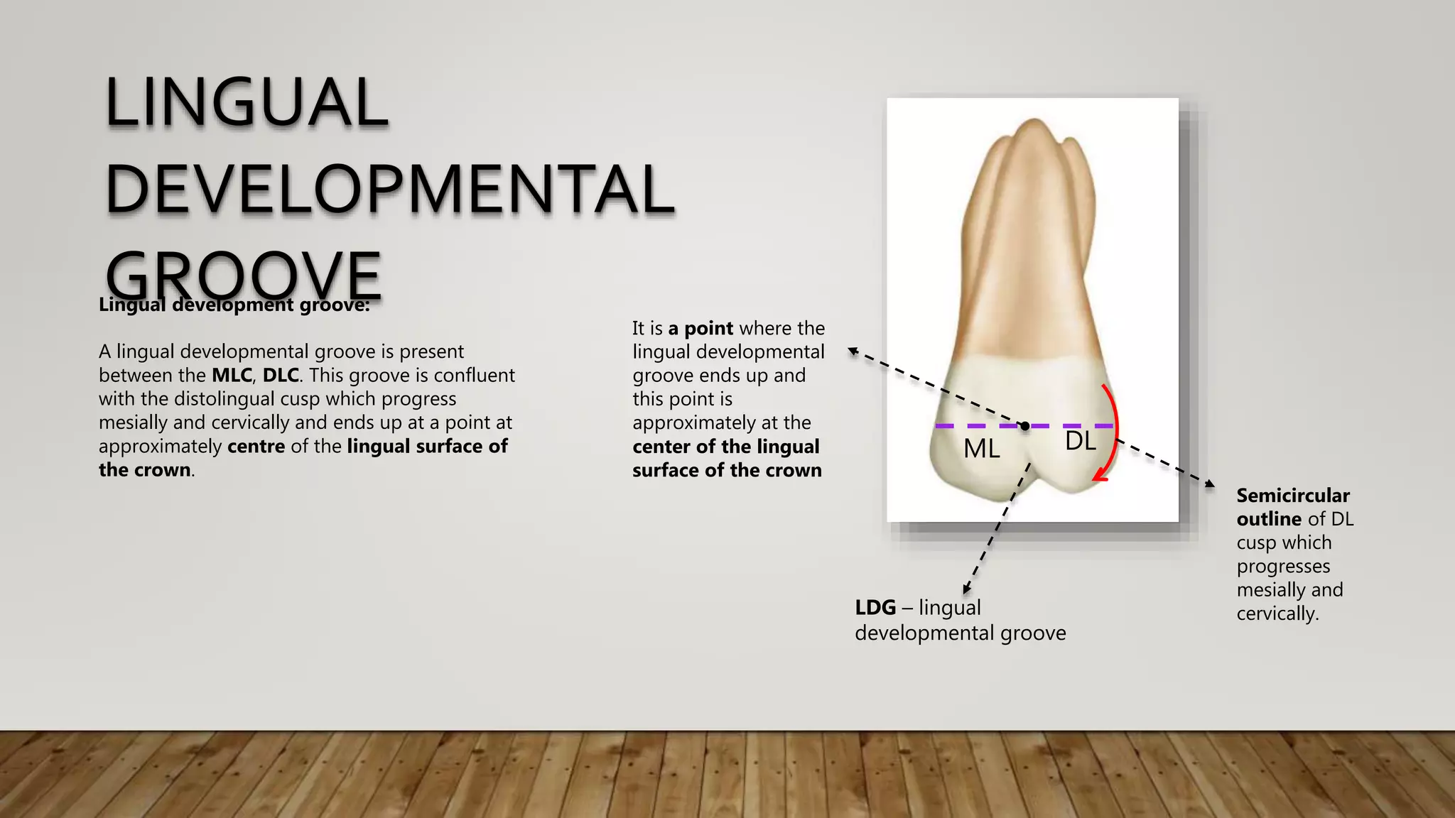Maxillary molars Dental Anatomy | PPTX