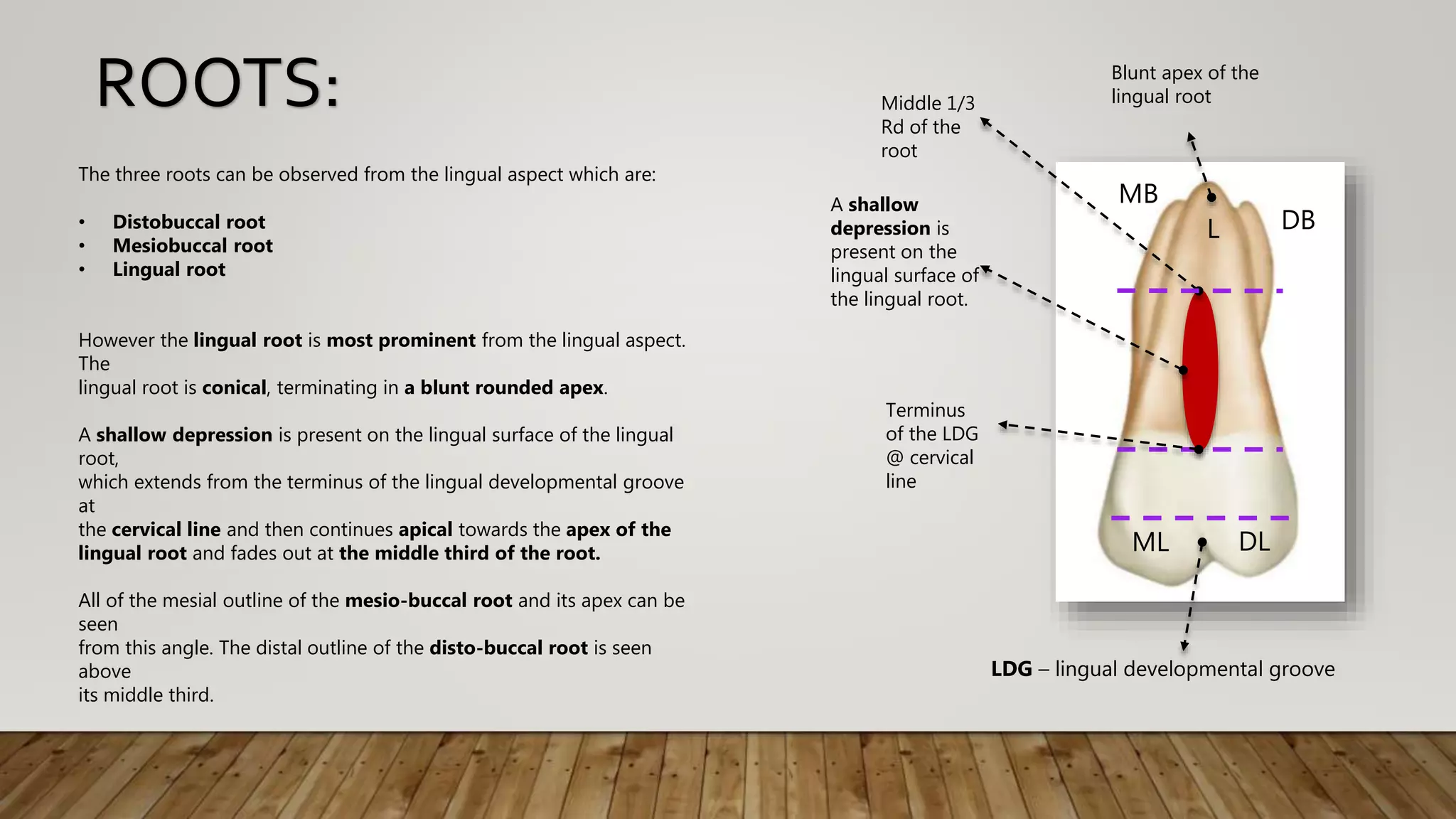 Maxillary molars Dental Anatomy | PPTX