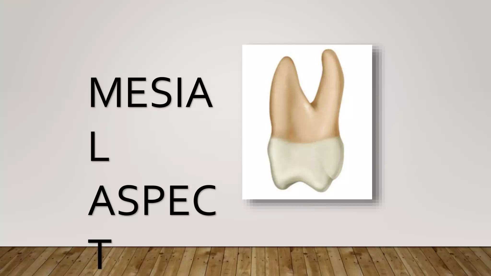 Maxillary molars Dental Anatomy | PPTX