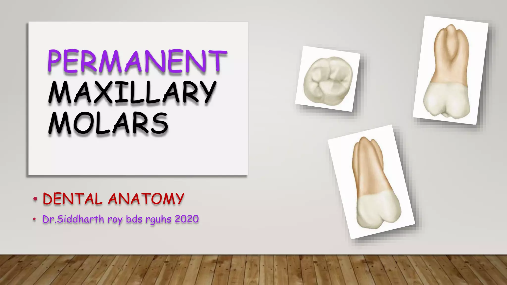 Maxillary molars Dental Anatomy | PPTX