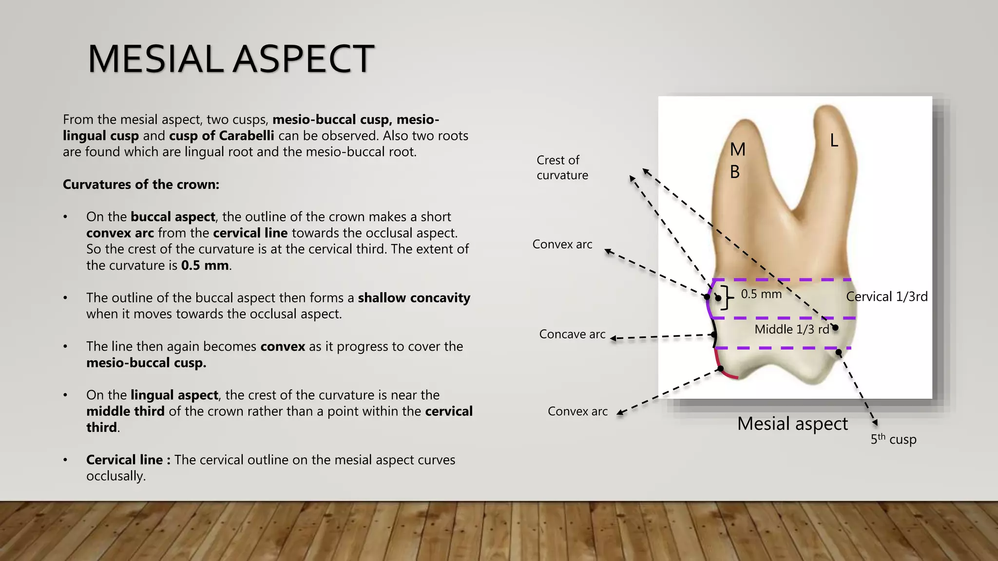 Maxillary molars Dental Anatomy | PPTX