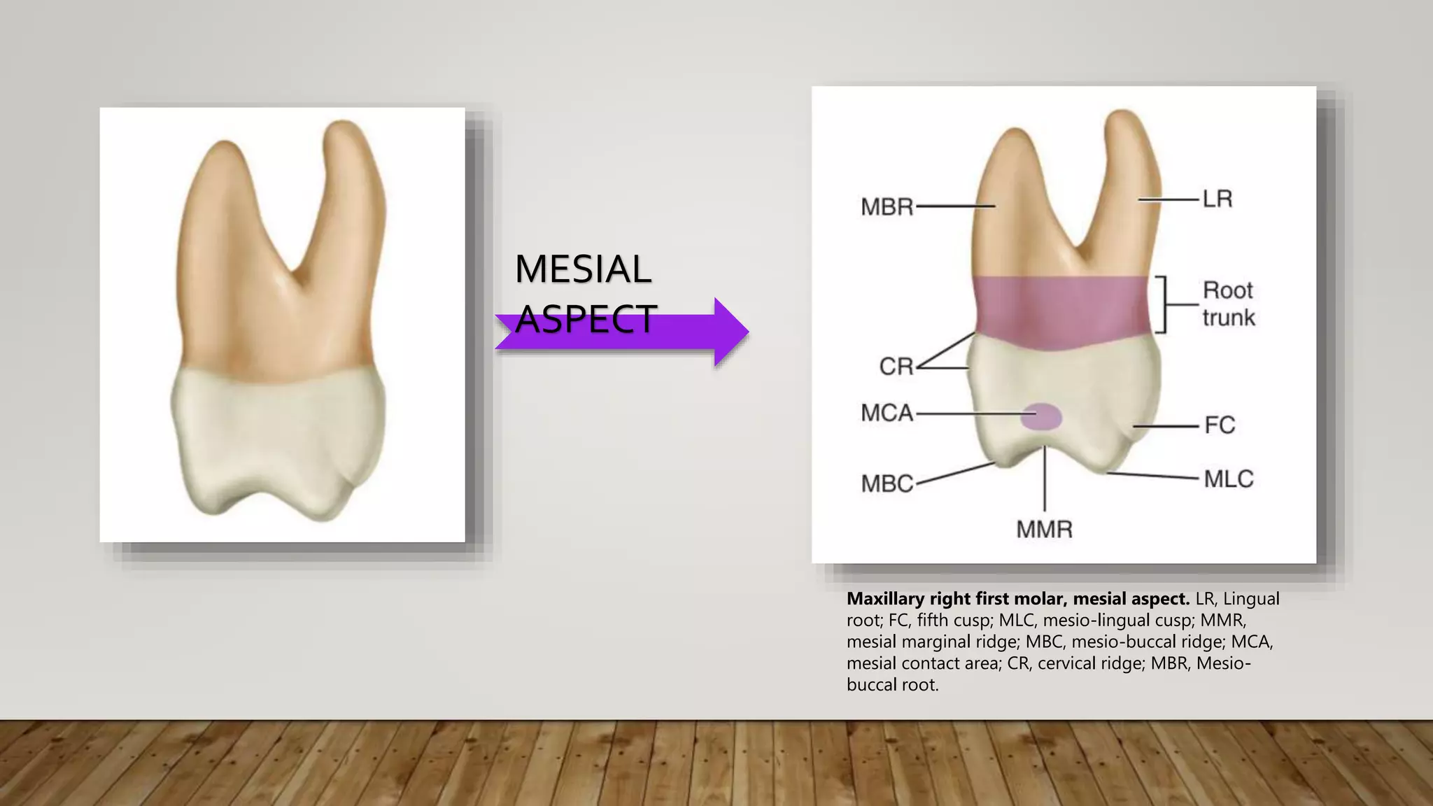 Maxillary molars Dental Anatomy | PPTX