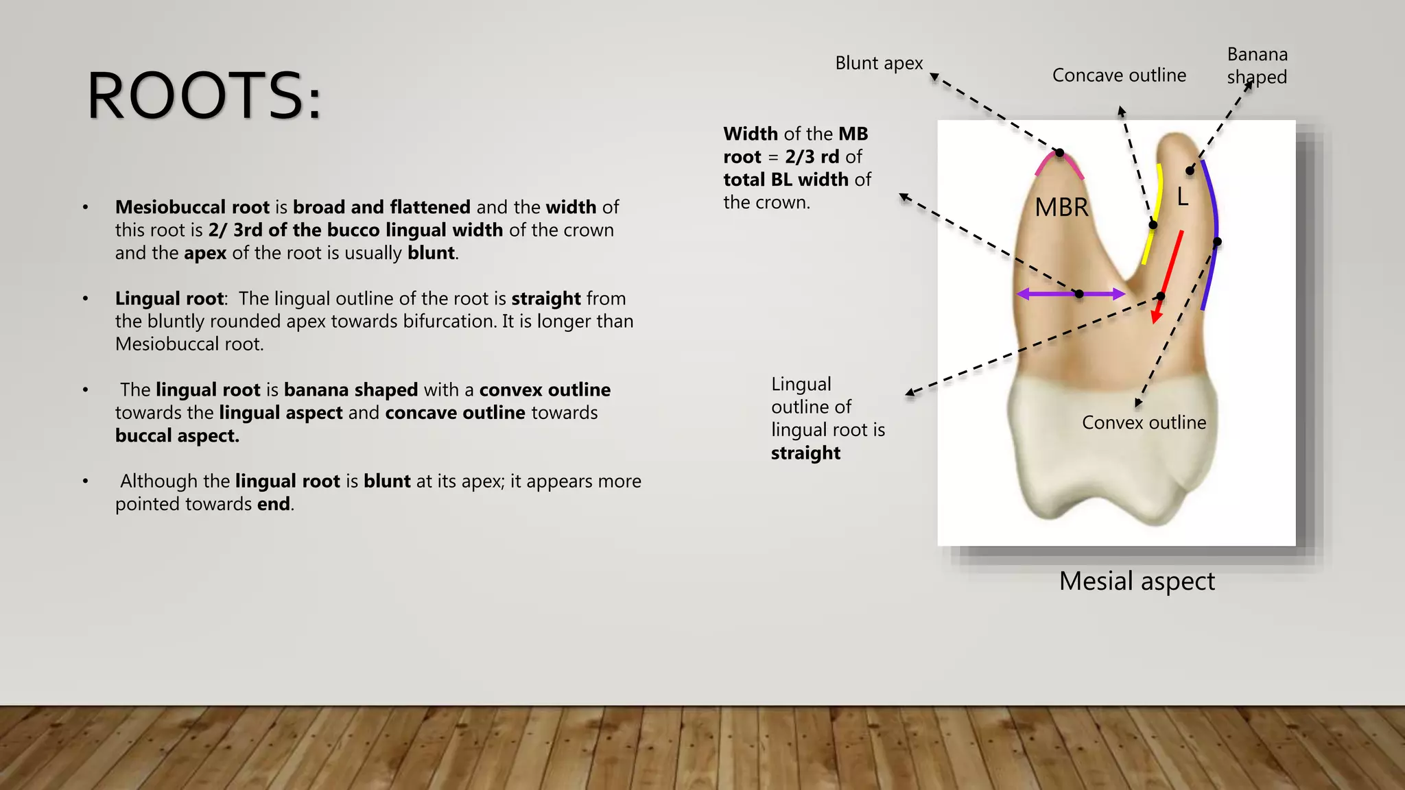 Maxillary molars Dental Anatomy | PPTX