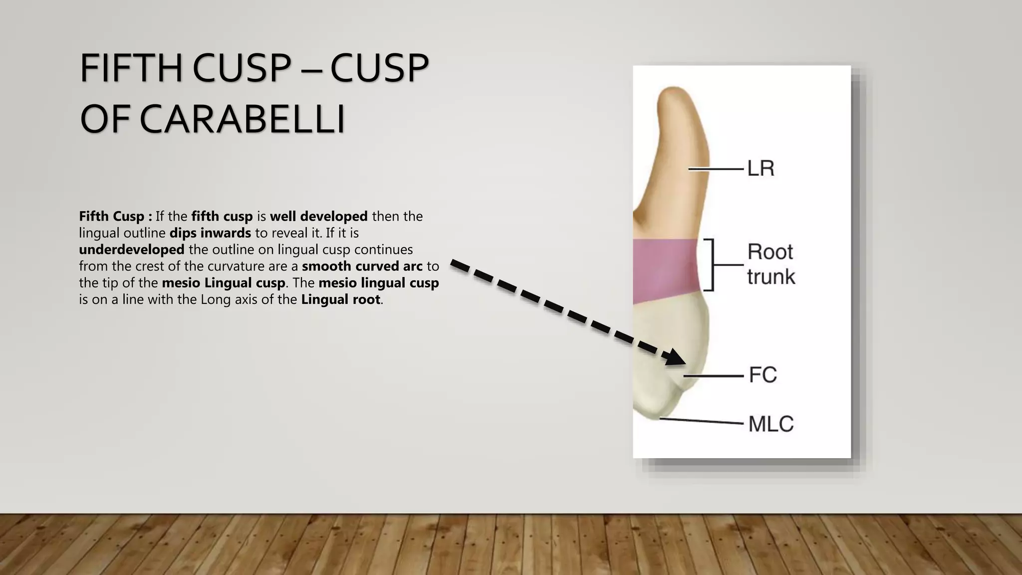 Maxillary molars Dental Anatomy | PPTX