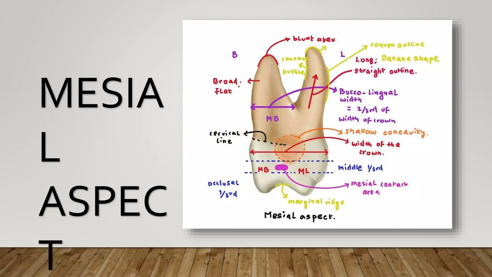 Maxillary molars Dental Anatomy | PPTX