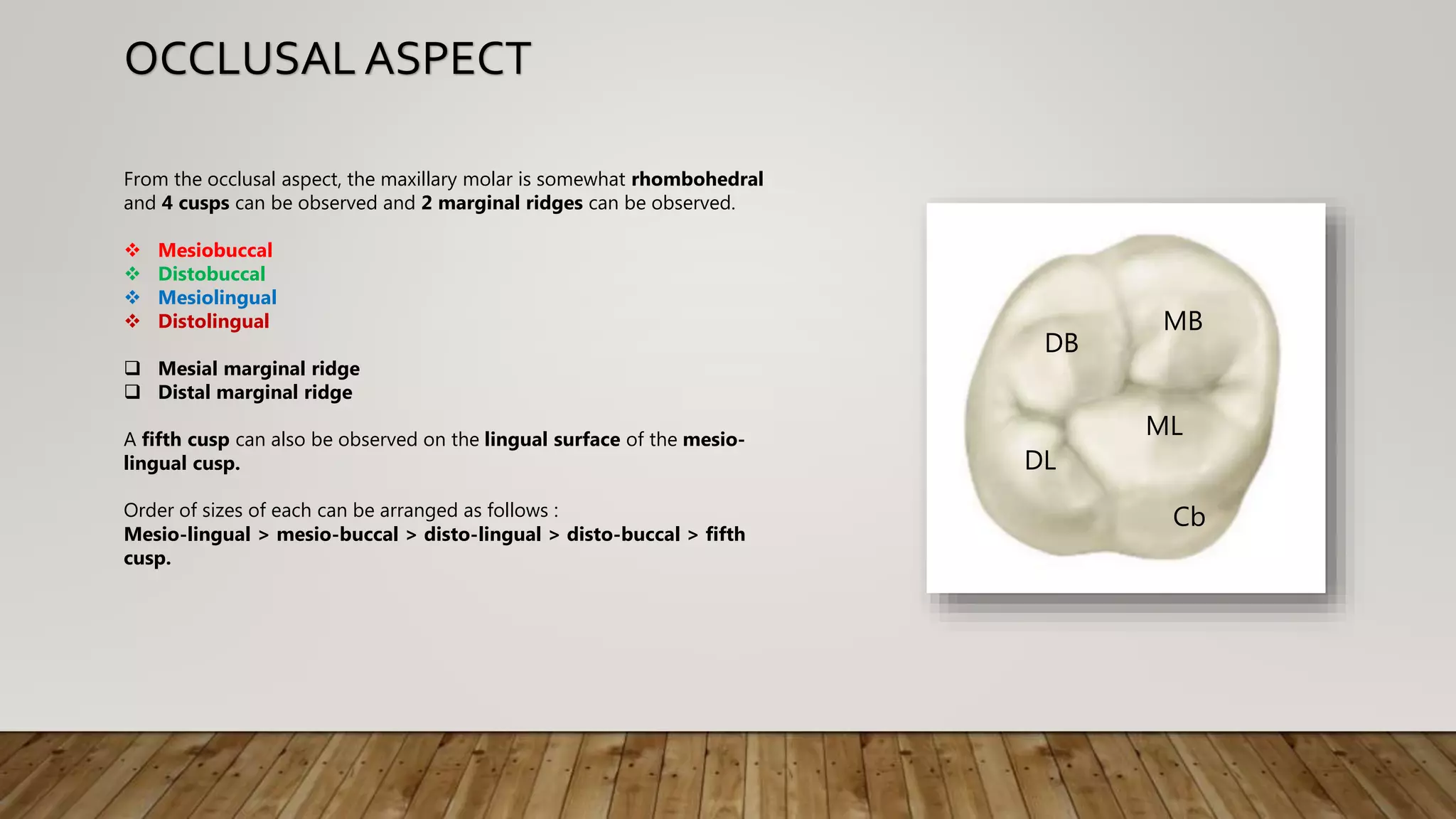 Maxillary molars Dental Anatomy | PPTX | Dental Health | Diseases and ...