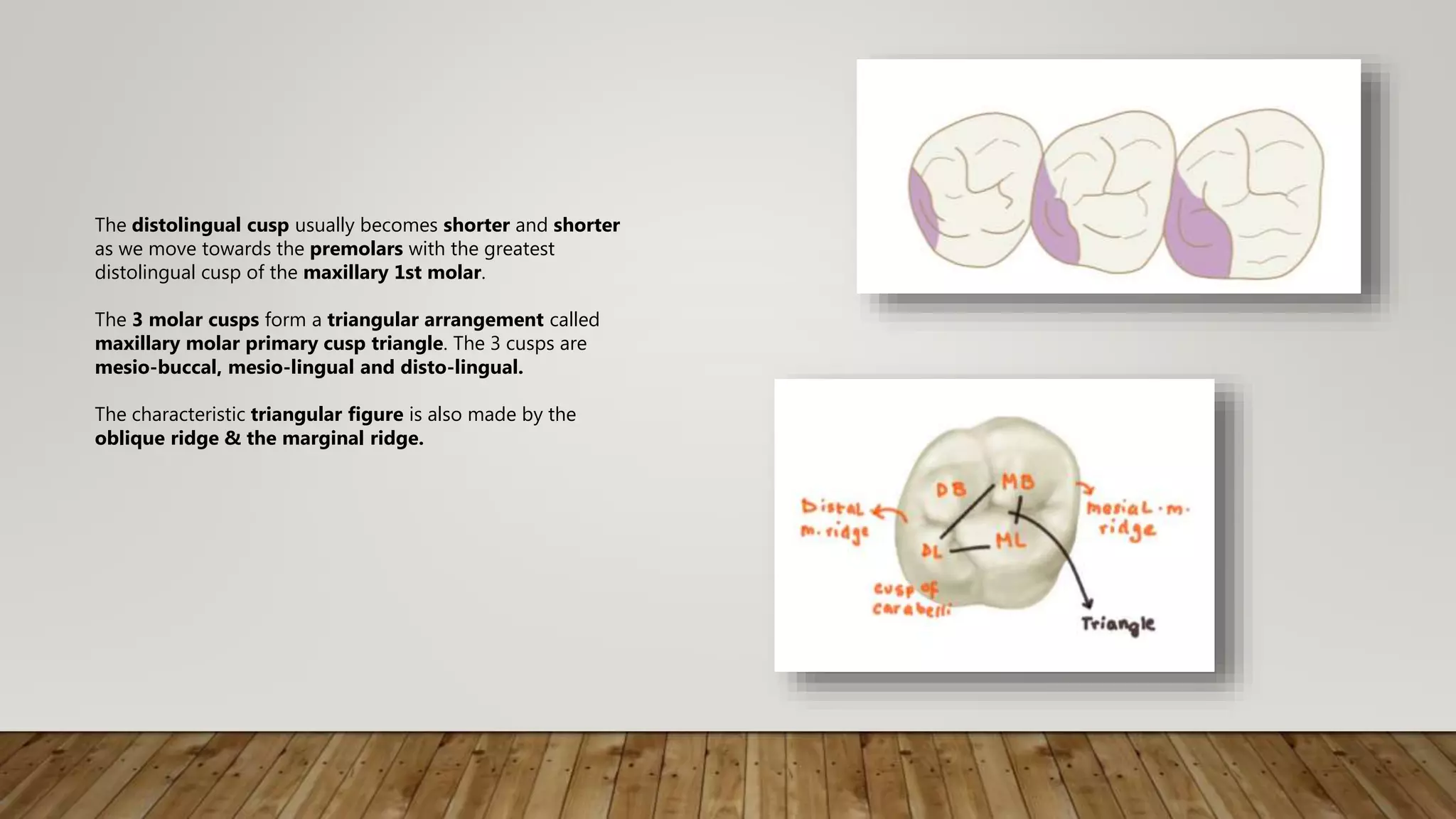 Maxillary molars Dental Anatomy | PPTX