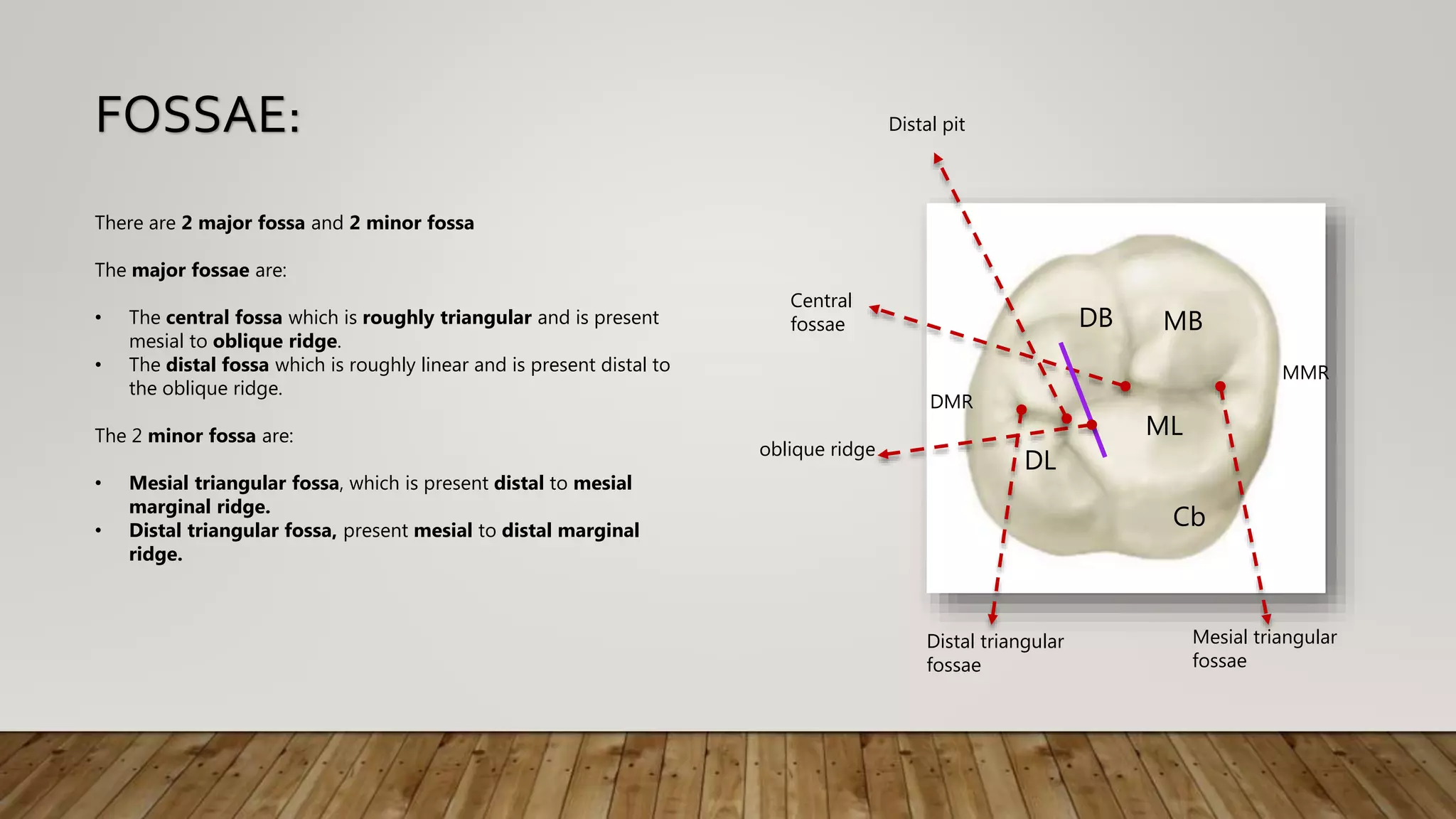 Maxillary molars Dental Anatomy | PPTX