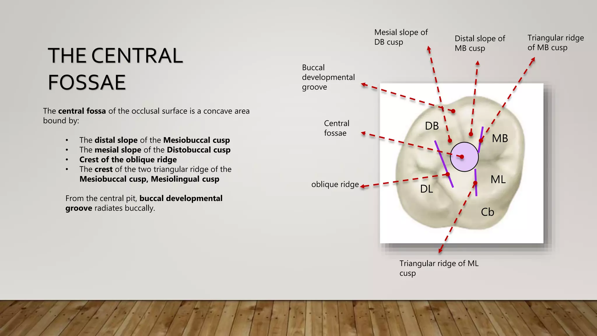 Maxillary molars Dental Anatomy | PPTX