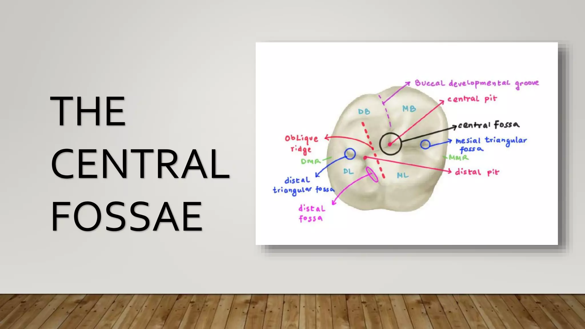Maxillary molars Dental Anatomy | PPTX