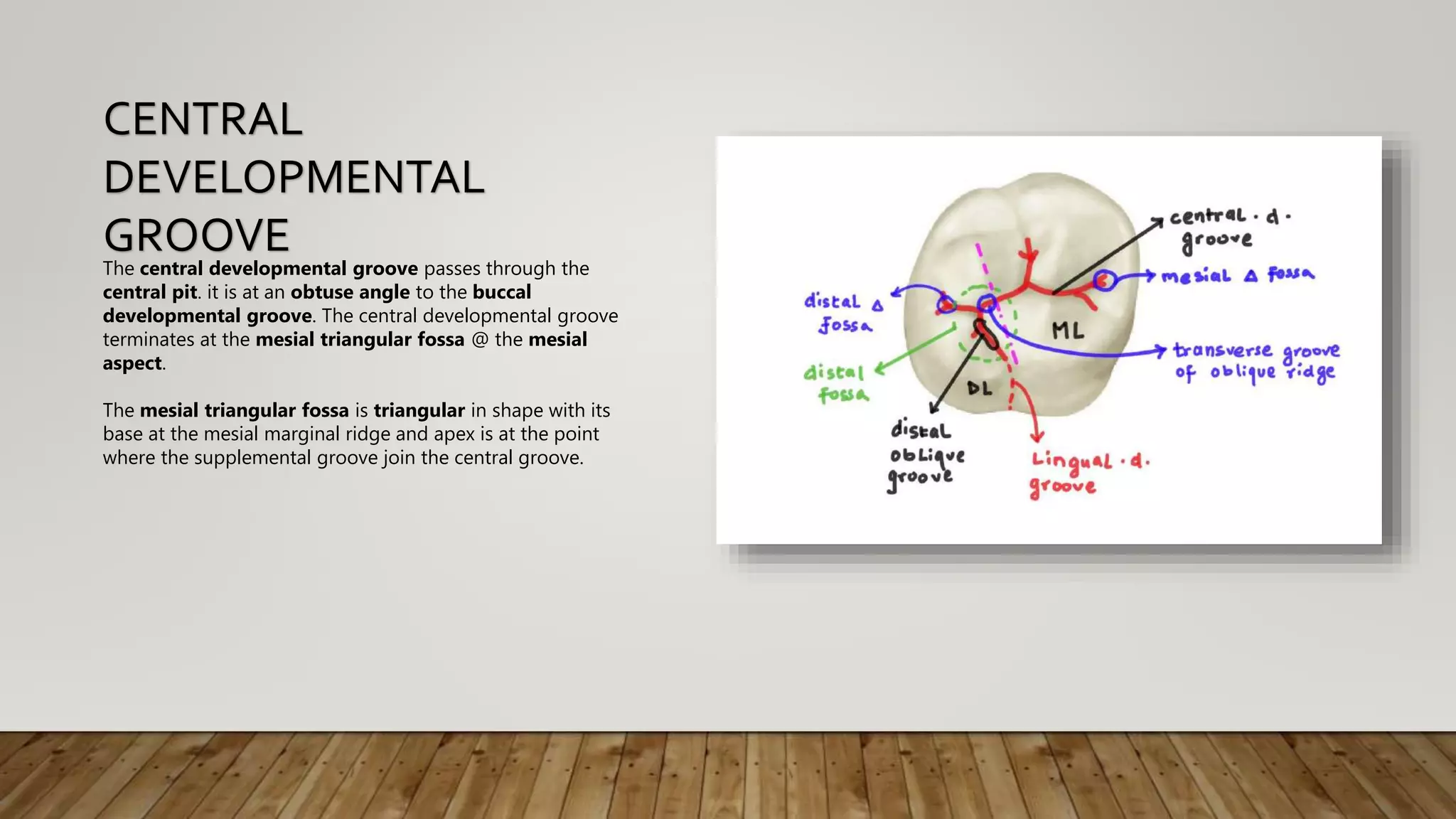 Maxillary molars Dental Anatomy | PPTX