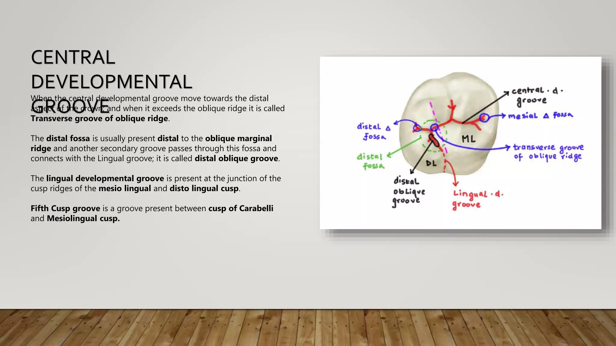 Maxillary molars Dental Anatomy | PPTX
