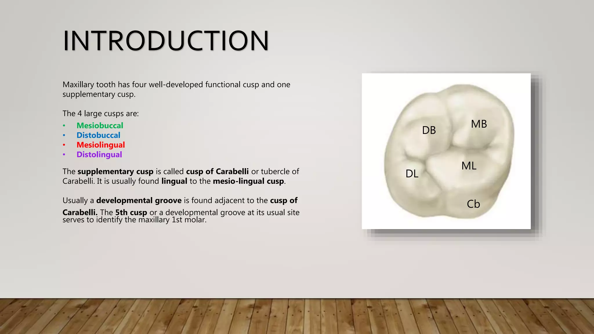 Maxillary molars Dental Anatomy | PPTX