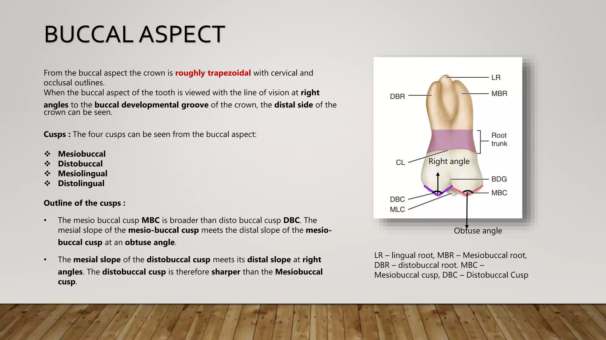 Maxillary molars Dental Anatomy | PPTX