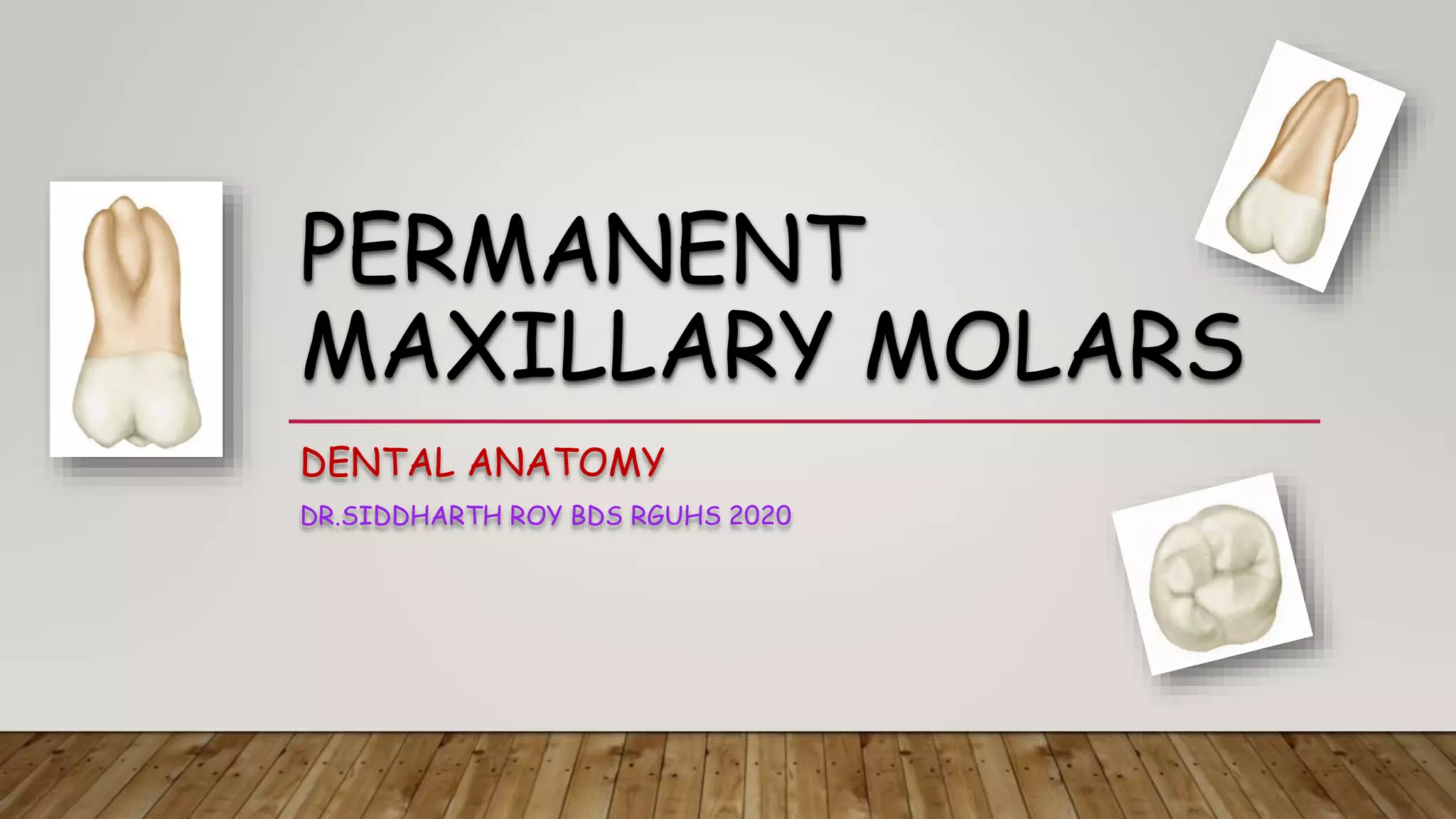MAXILLARY MOLAR ANATOMY | PPT