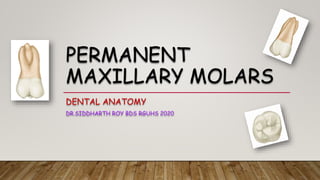 Maxillary molars Dental Anatomy | PPTX