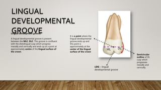 Maxillary molars Dental Anatomy | PPTX