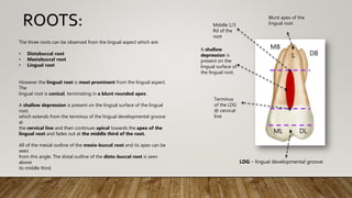 Maxillary molars Dental Anatomy | PPTX