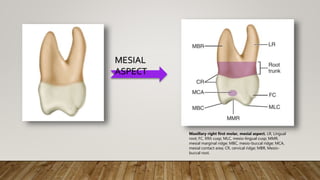 Maxillary molars Dental Anatomy | PPTX