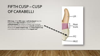 Maxillary molars Dental Anatomy | PPTX
