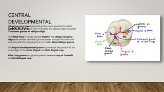 Maxillary molars Dental Anatomy | PPTX