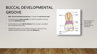 Maxillary molars Dental Anatomy | PPTX