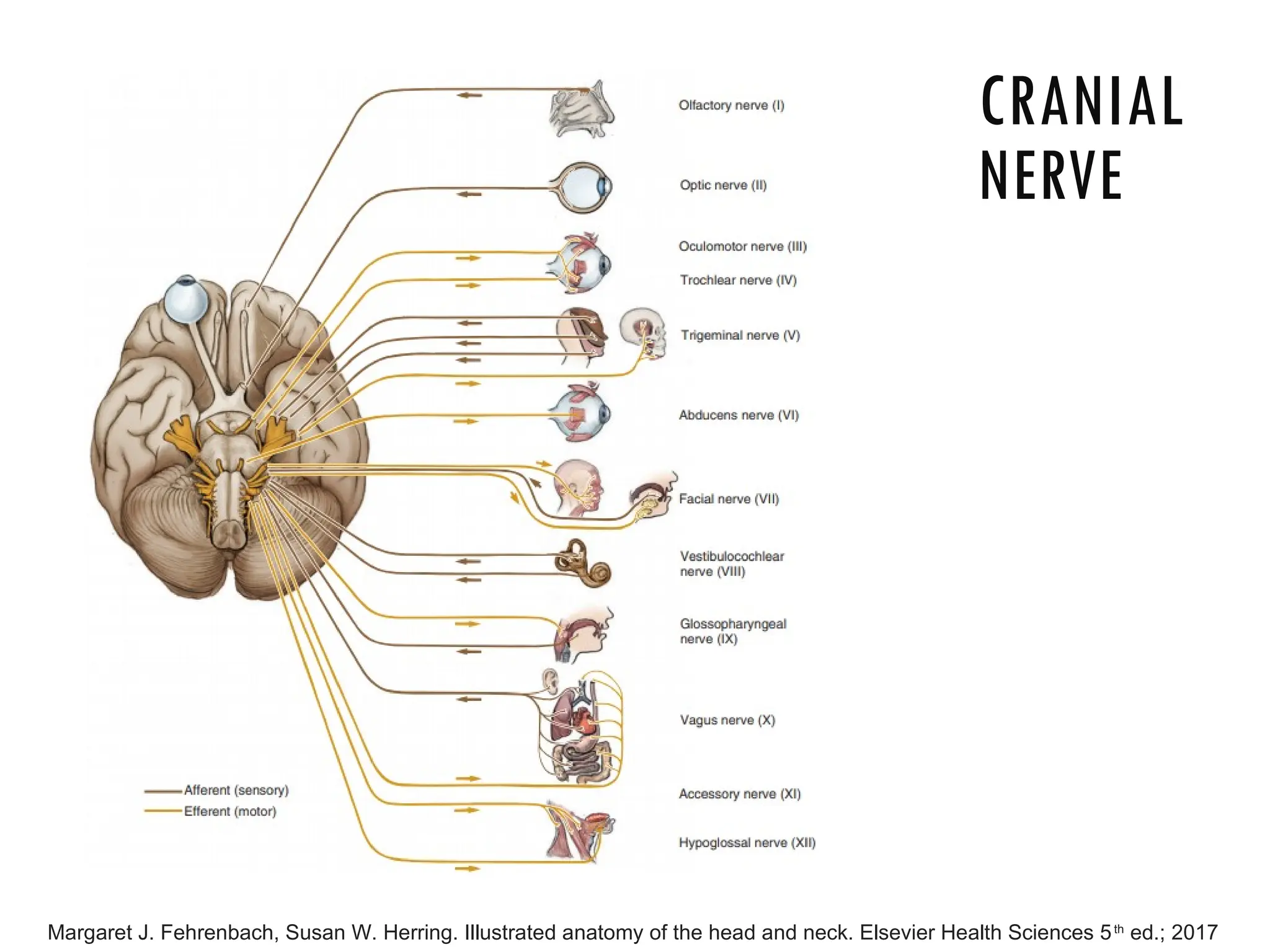 MAXILLARY NERVE ANATOMI PART OF TRIGEMINAL NERVE.pptx