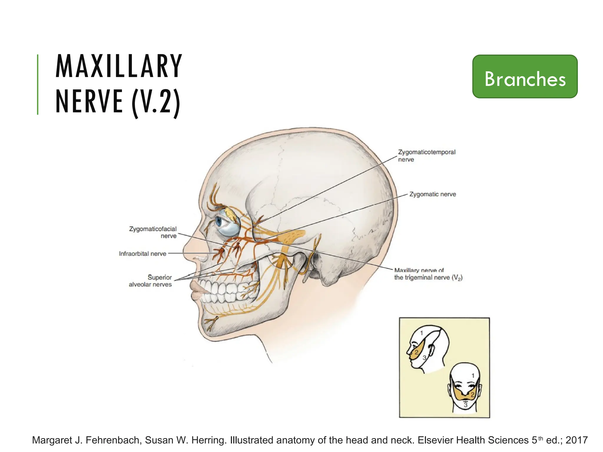 MAXILLARY NERVE ANATOMI PART OF TRIGEMINAL NERVE.pptx