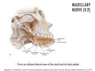 MAXILLARY NERVE ANATOMI PART OF TRIGEMINAL NERVE.pptx