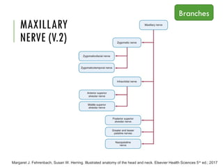 MAXILLARY NERVE ANATOMI PART OF TRIGEMINAL NERVE.pptx