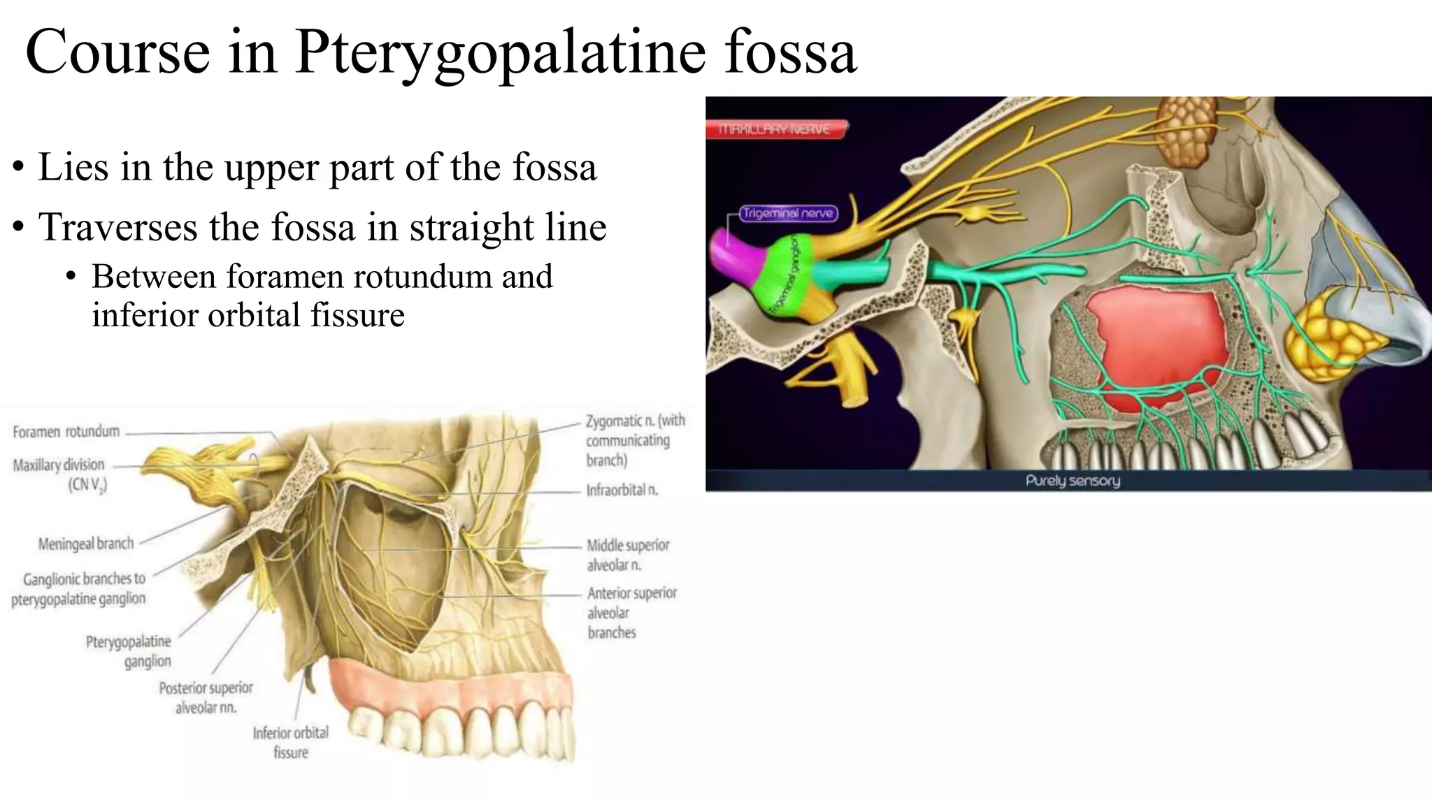 Maxillary nerve | PDF