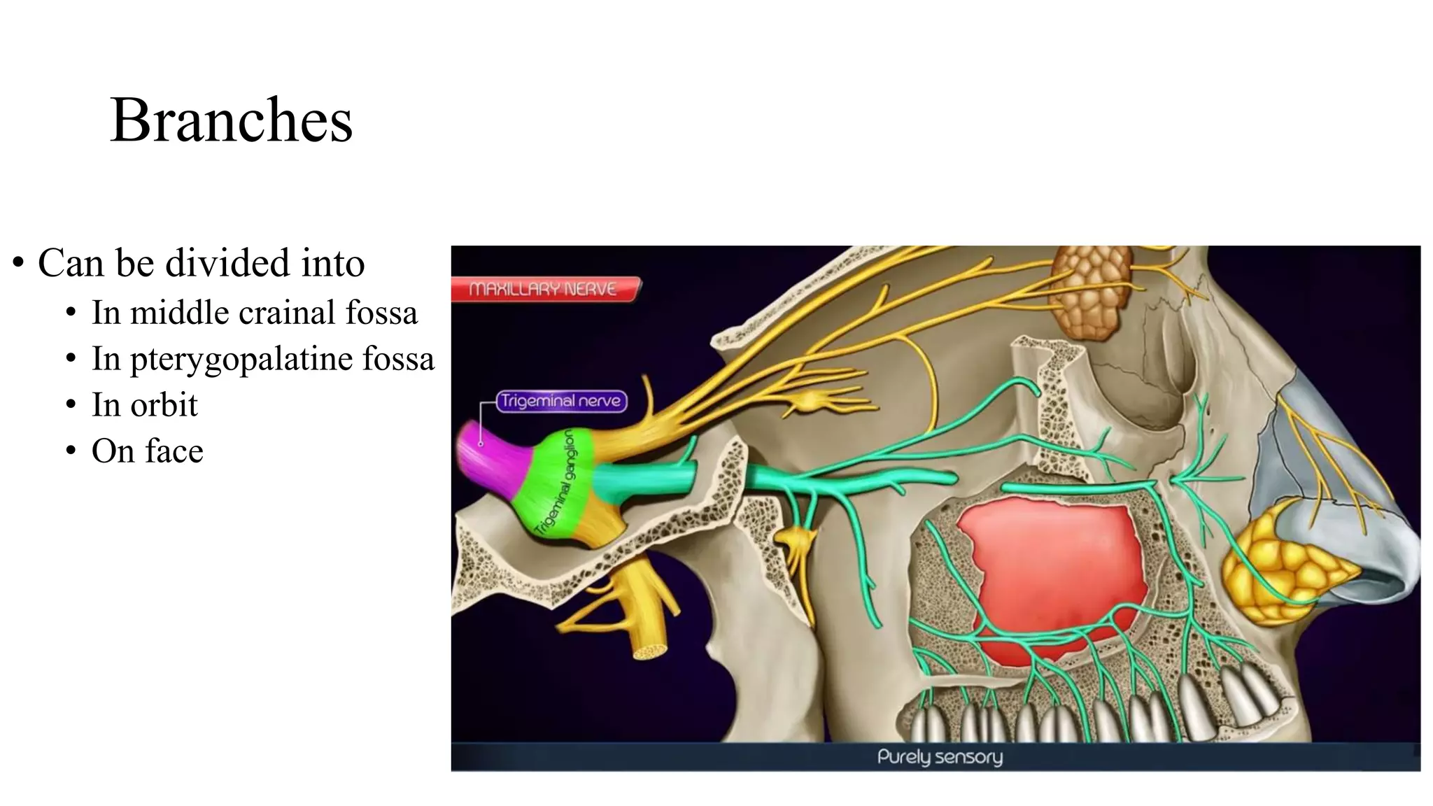 Maxillary nerve | PDF
