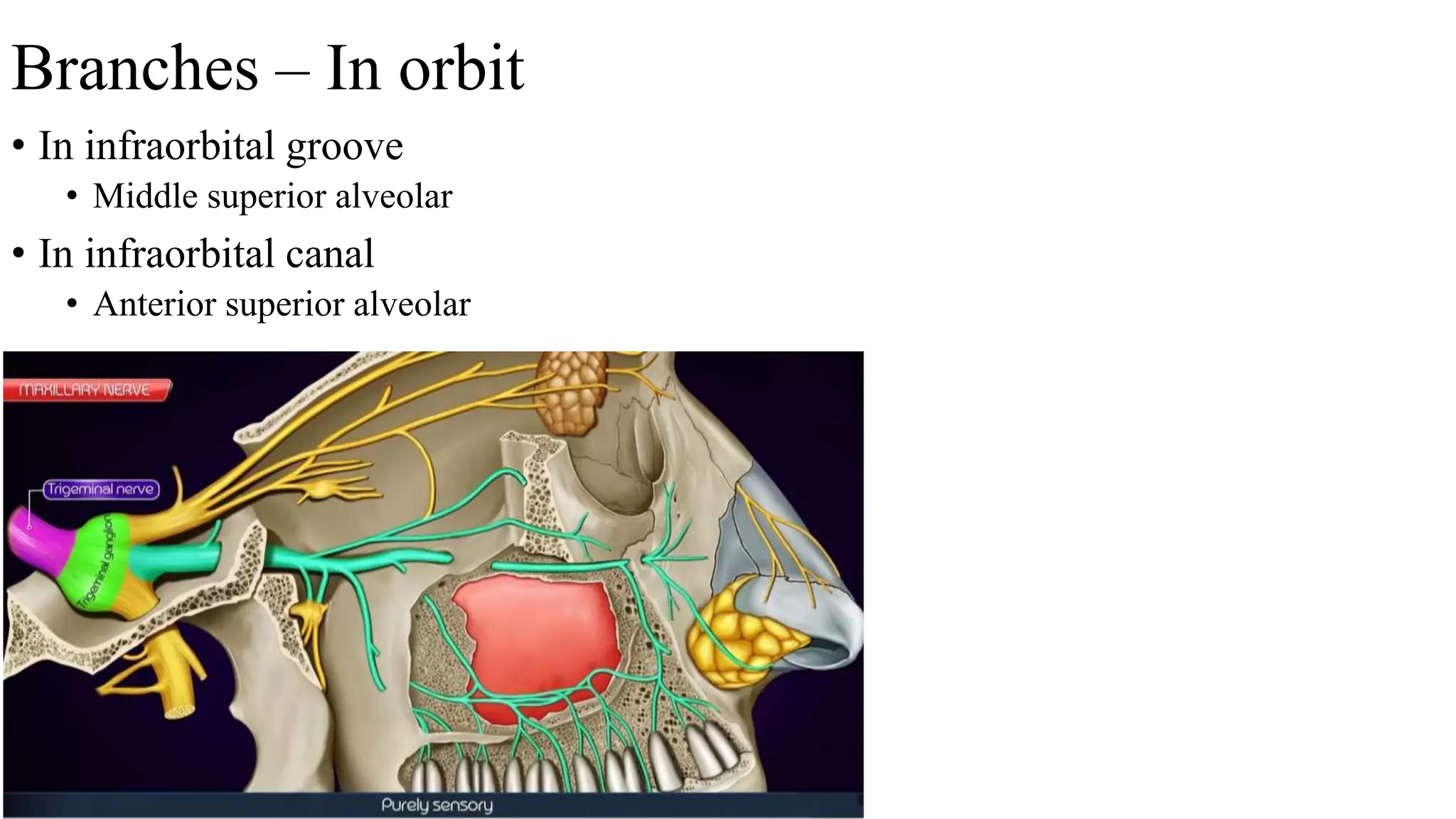Maxillary nerve | PDF