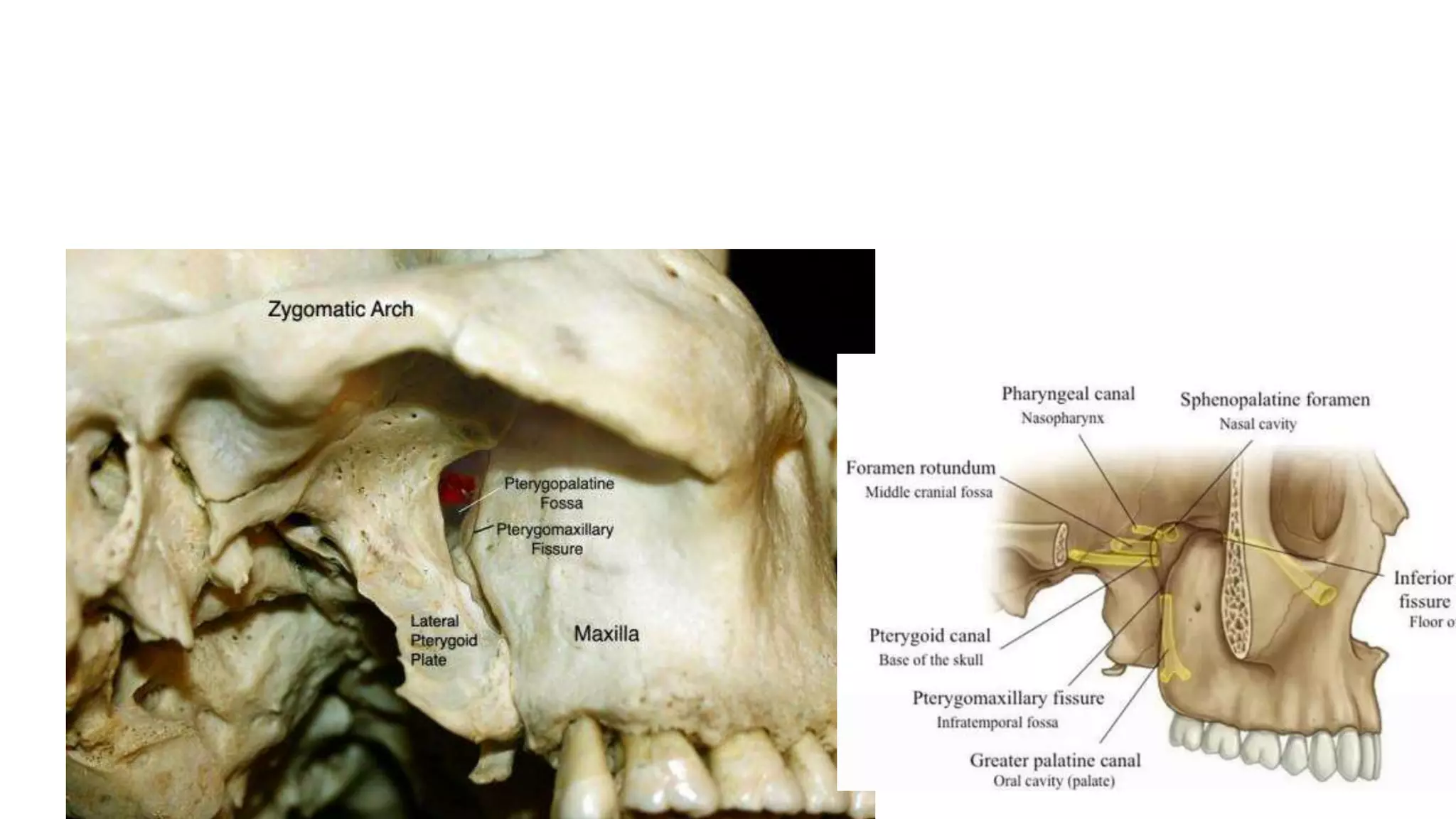 Maxillary nerve | PDF