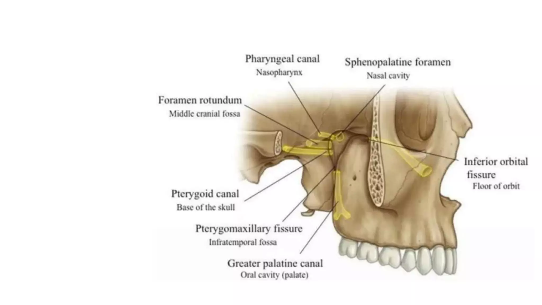 Maxillary nerve | PDF