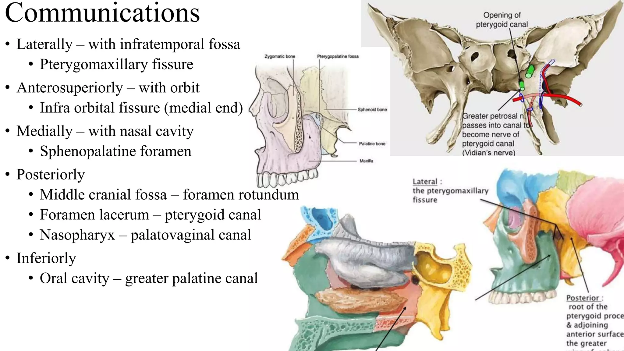 Maxillary nerve | PDF