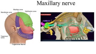 Maxillary nerve | PDF | Ear, Nose and Throat Conditions | Diseases and ...