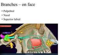 Maxillary nerve | PDF | Ear, Nose and Throat Conditions | Diseases and ...