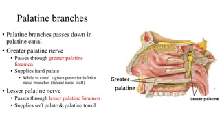Maxillary nerve | PDF