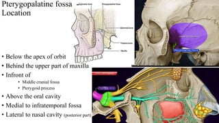 Maxillary nerve | PDF