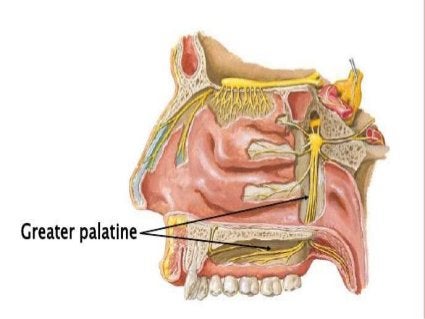 Maxillary nerve.pptx