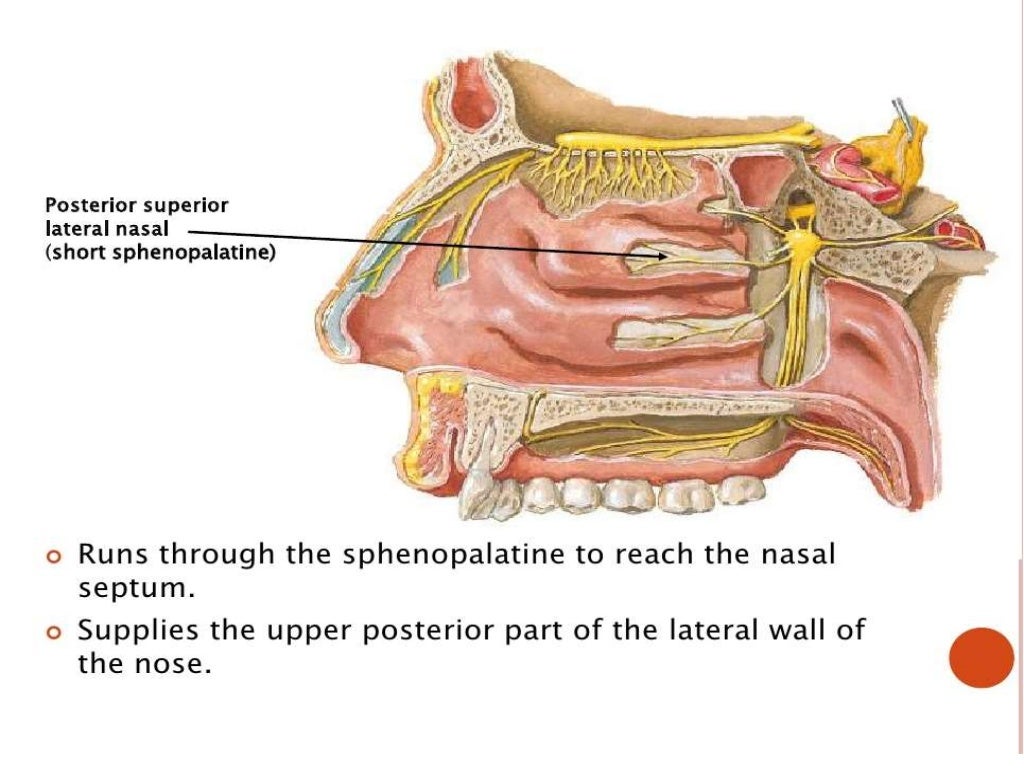 Maxillary nerve.pptx