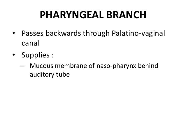 Maxillary nerve.pptx