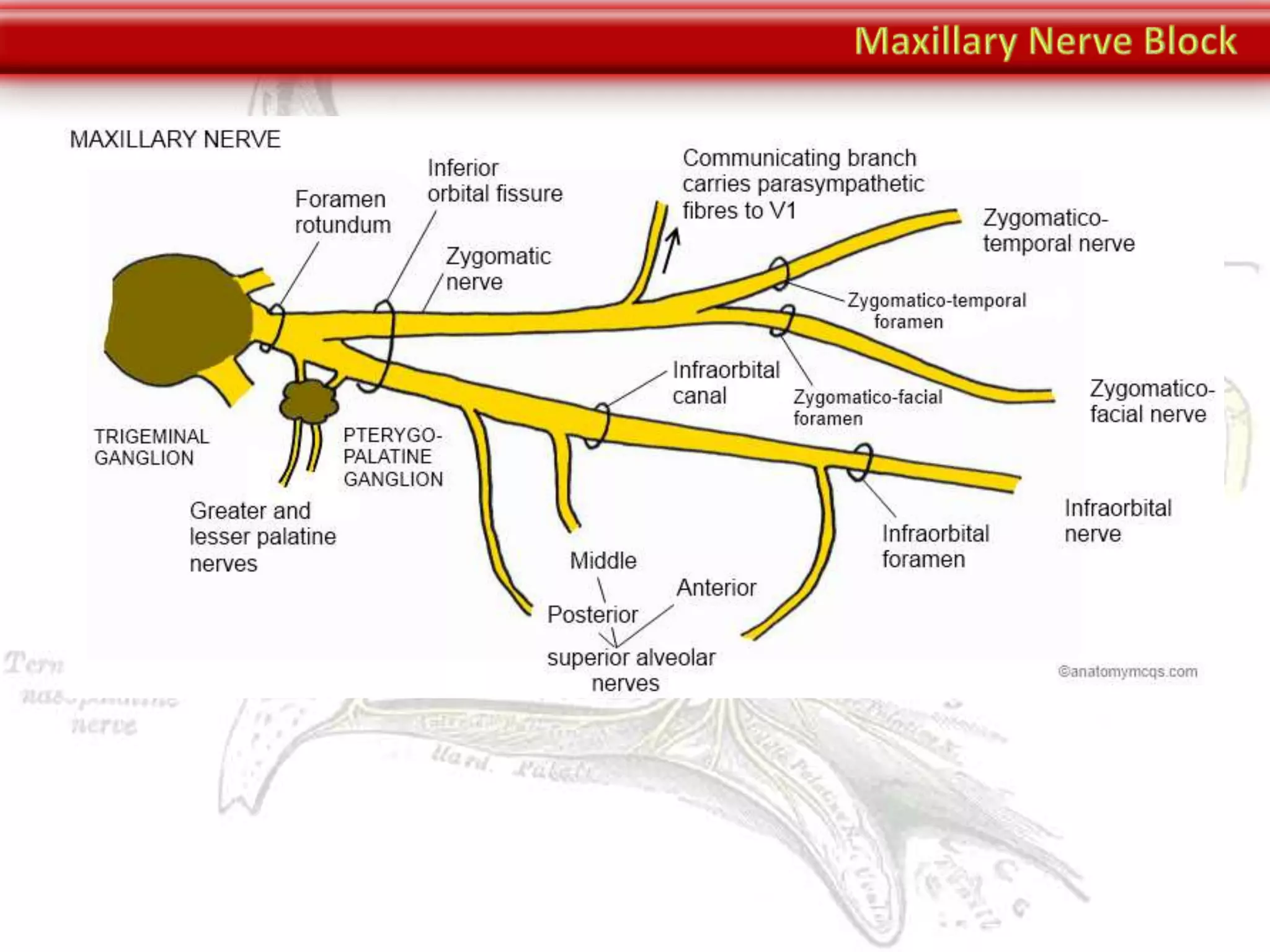 Maxillary nerve block.pptx