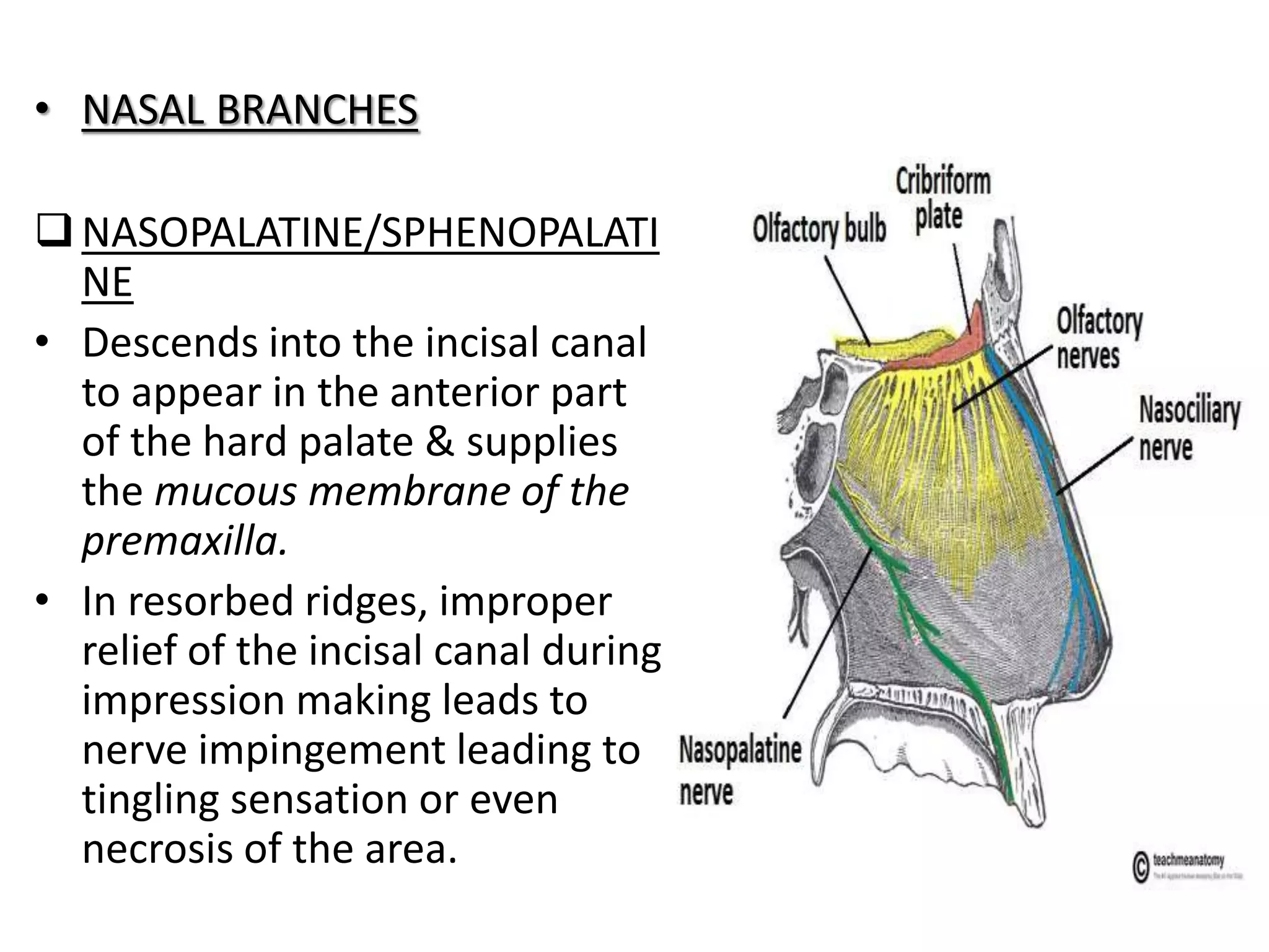 prosthodontic implications of maxillary nerve | PPTX