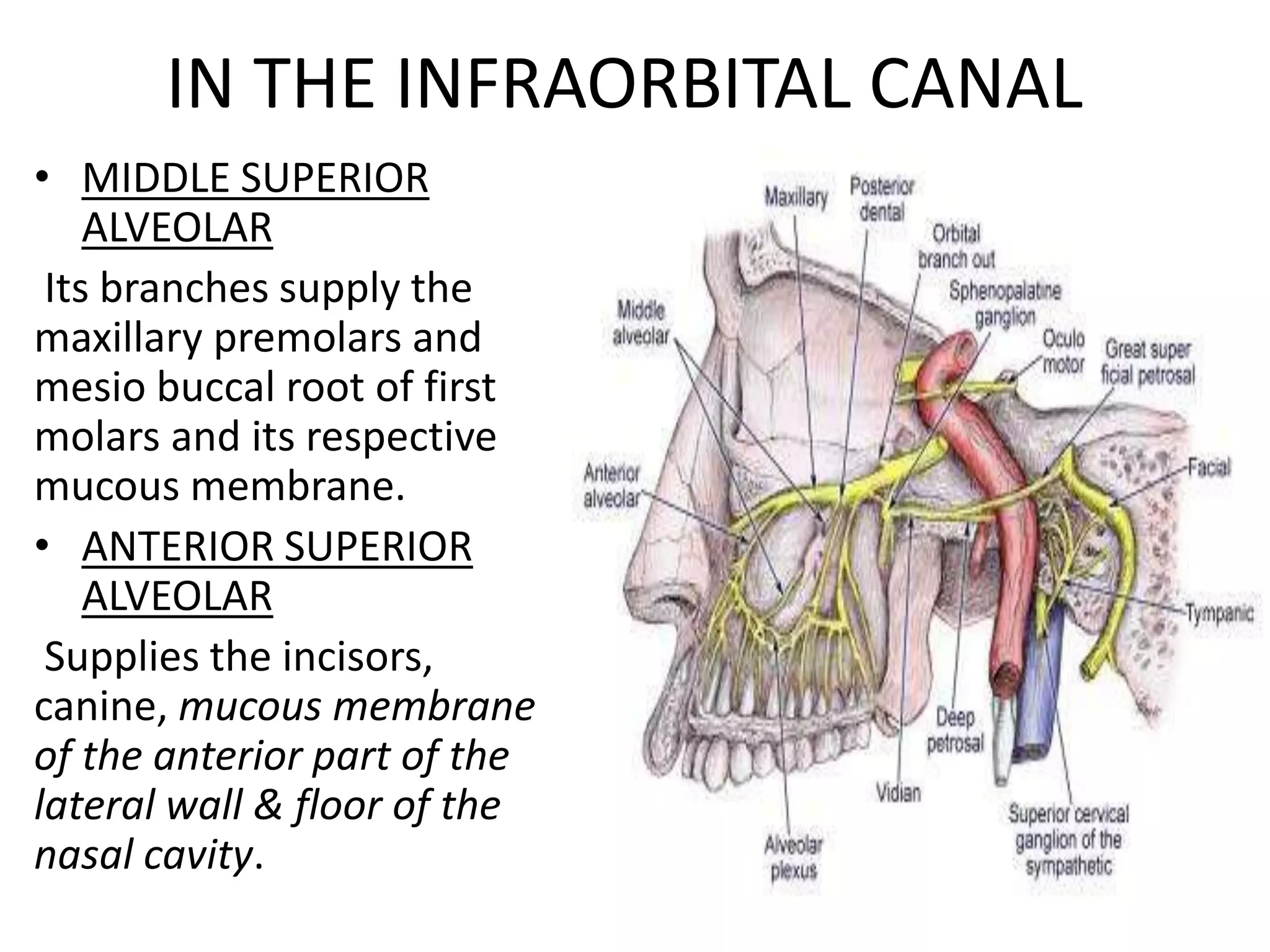 prosthodontic implications of maxillary nerve | PPTX